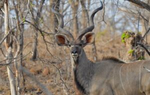 Exploring The Majestic Kudu: Africa's Graceful Antelope