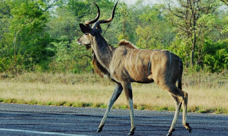 Exploring The Majestic Kudu: Africa's Graceful Antelope