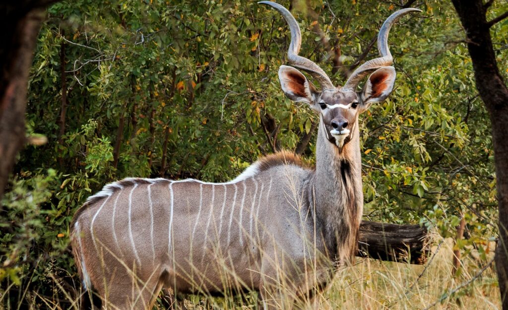 Exploring The Majestic Kudu: Africa's Graceful Antelope