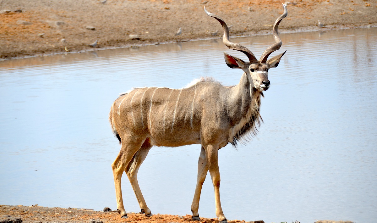 Exploring The Majestic Kudu: Africa's Graceful Antelope
