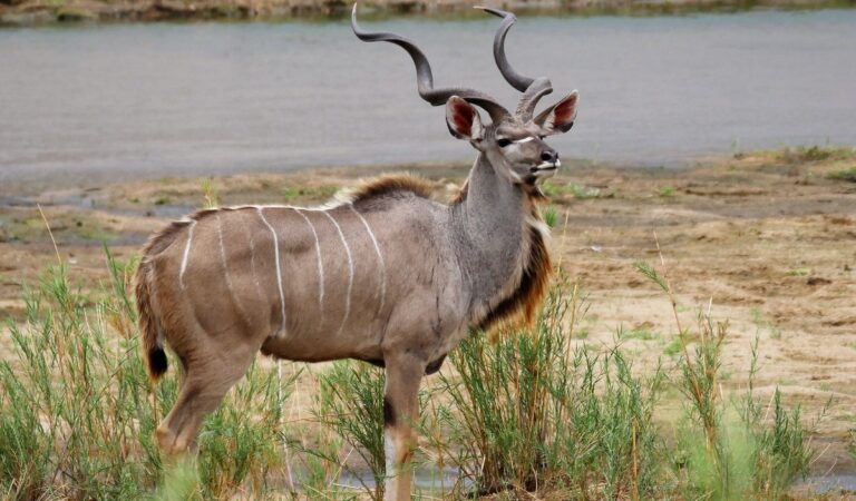 Exploring The Majestic Kudu: Africa's Graceful Antelope