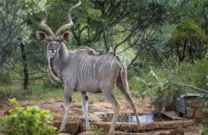Exploring The Majestic Kudu: Africa's Graceful Antelope