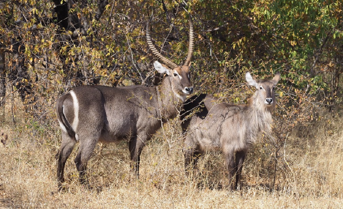 Exploring The Majestic Kudu: Africa's Graceful Antelope