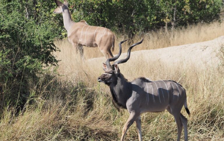 Exploring The Majestic Kudu: Africa's Graceful Antelope