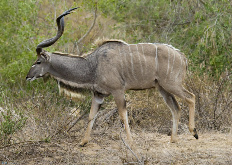 Exploring The Majestic Kudu: Africa's Graceful Antelope