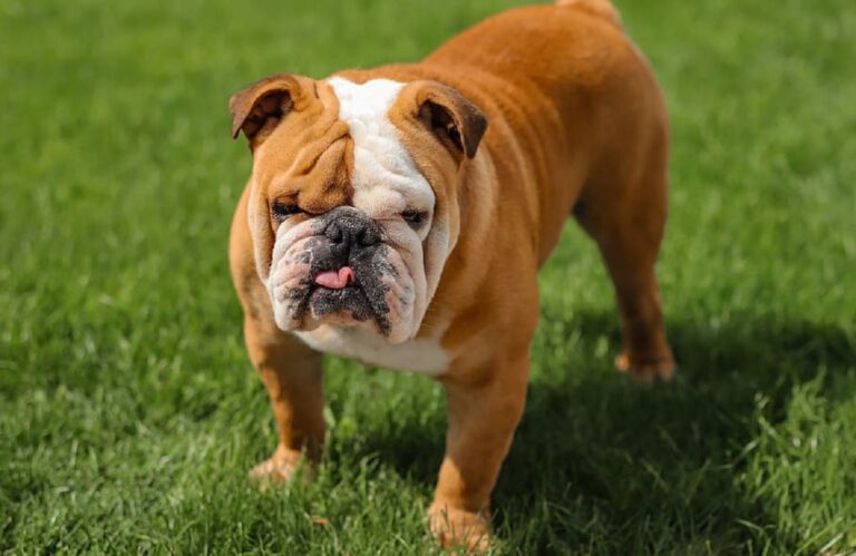 Most Popular Dog Breeds: Find Your Perfect Canine Companion