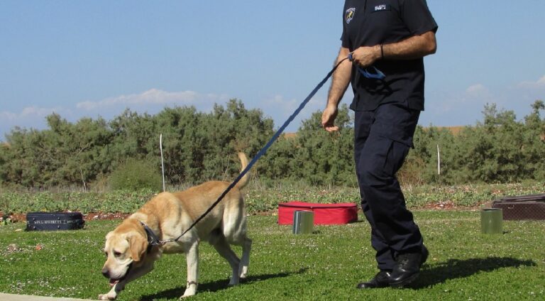 How To Train A Dog To Stay In The Yard: Step-by-Step Guide