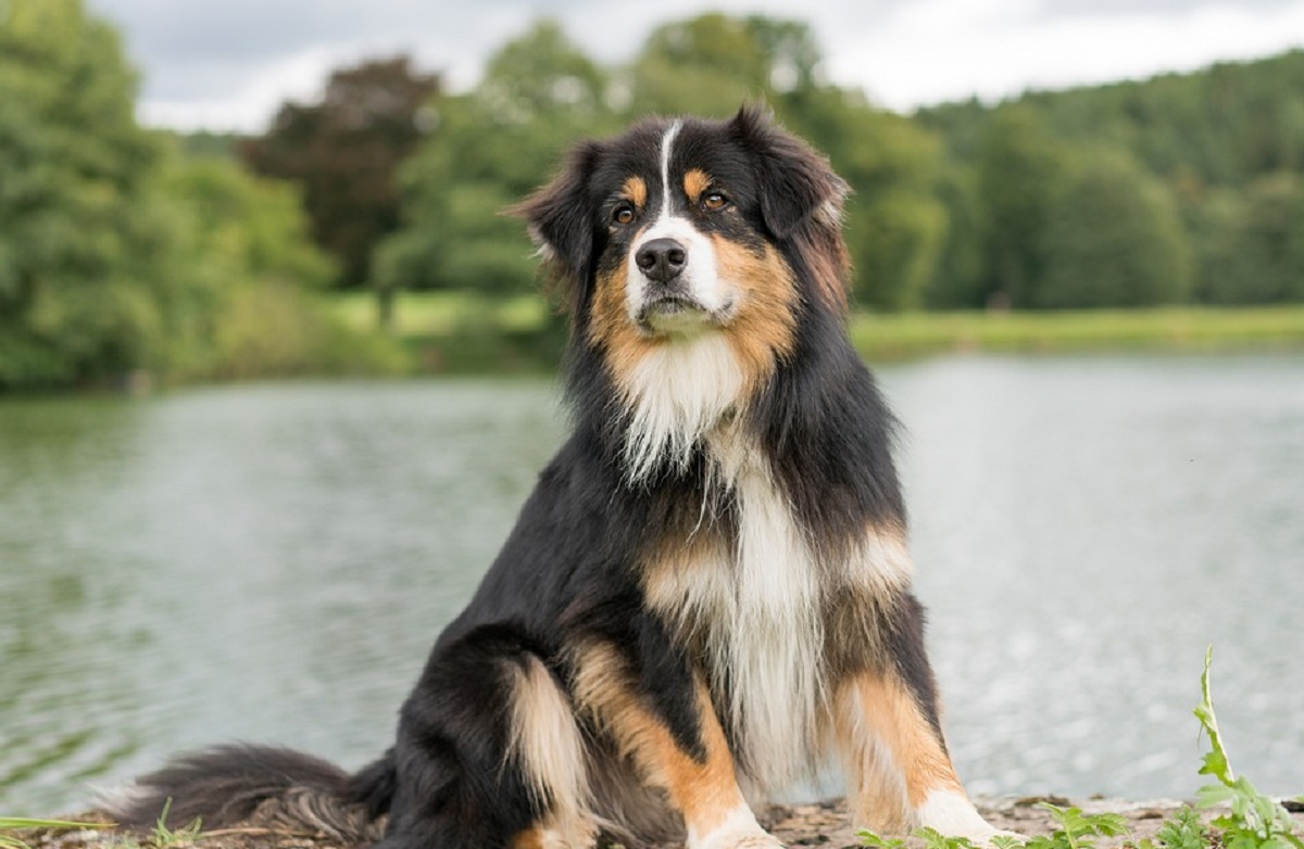 Most Popular Dog Breeds: Find Your Perfect Canine Companion