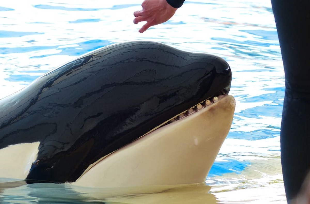 Fascinating Orca Facts: Dive Into The World Of Killer Whales