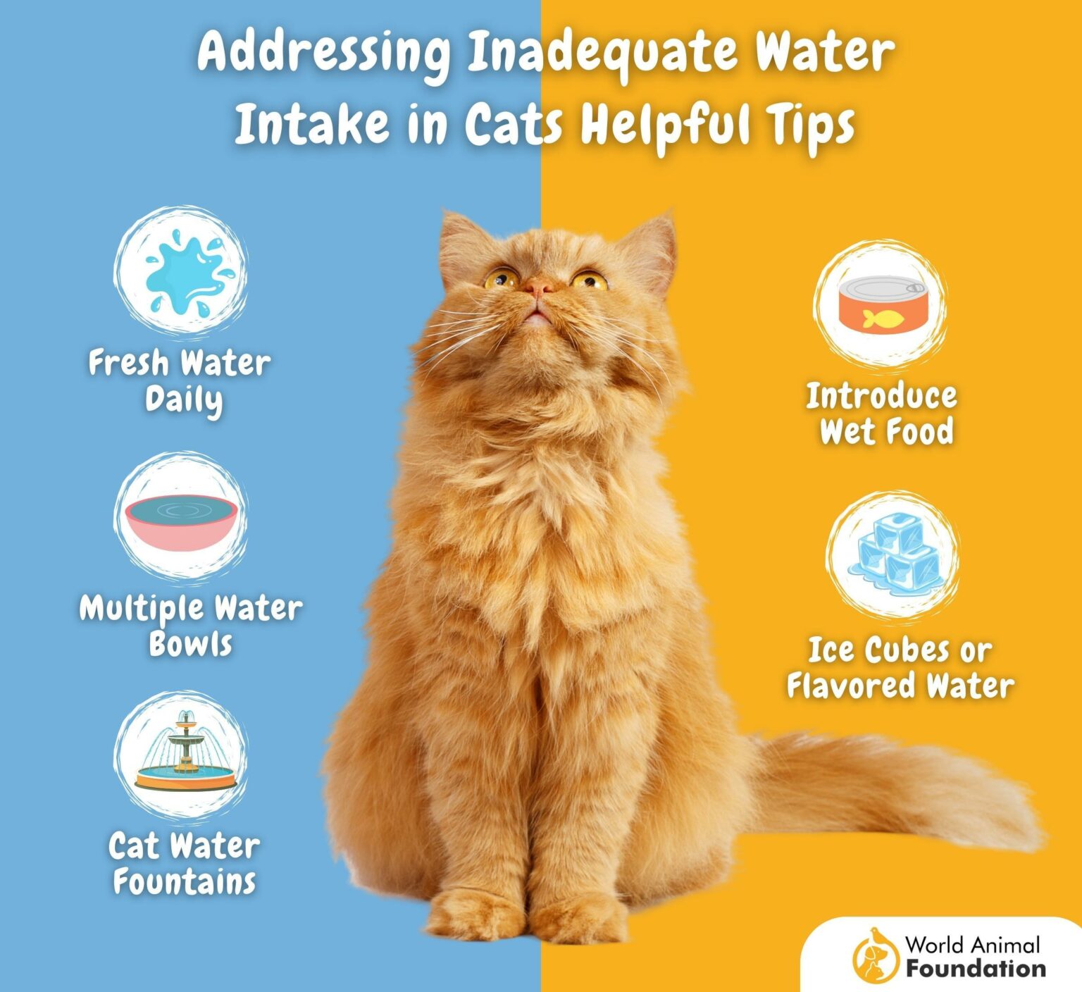 Cat Water Intake Calculator - Monitor Your Cat's Hydration!