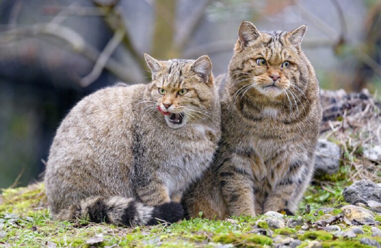 Domestication Of Cats: Unveiling The History Of Our Felines