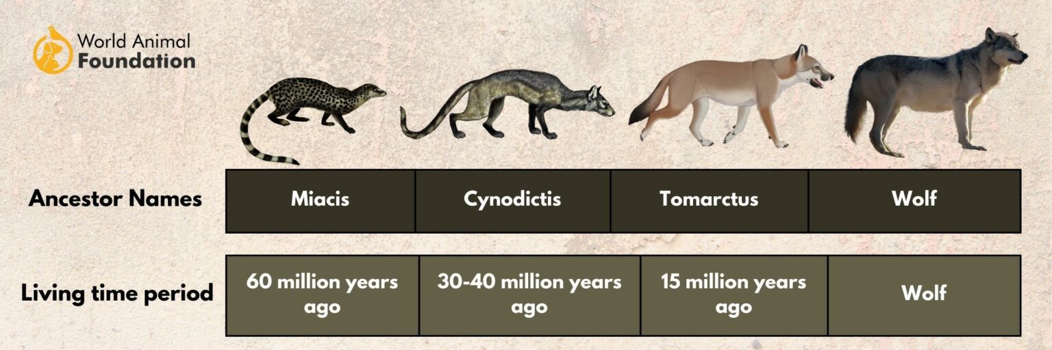Domestication Of Dogs: From Wolves To Our Canine Companions