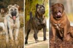 22 Dog Breeds With The Strongest Bite Force
