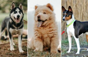 Domestication Of Dogs: From Wolves To Our Canine Companions
