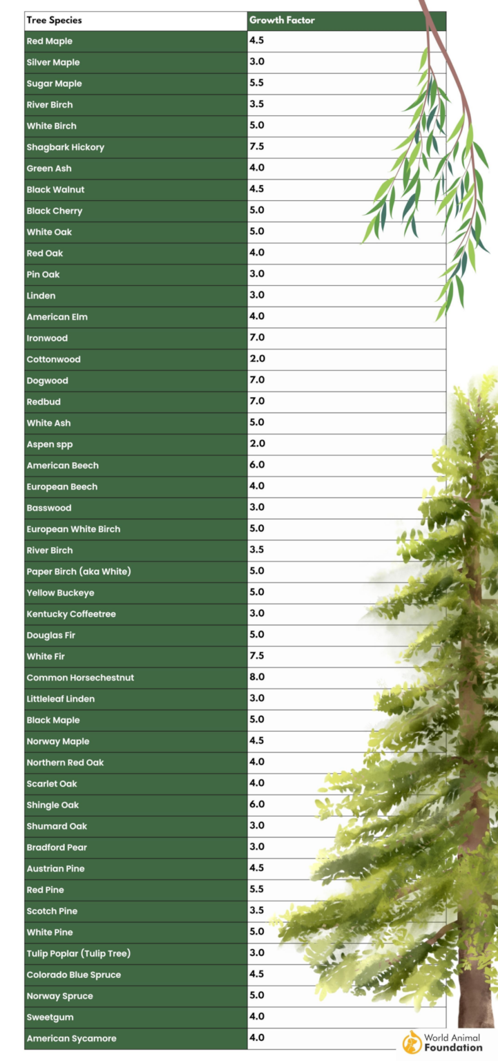 Tree Age Calculator - Determine The Lifespan Of Your Trees