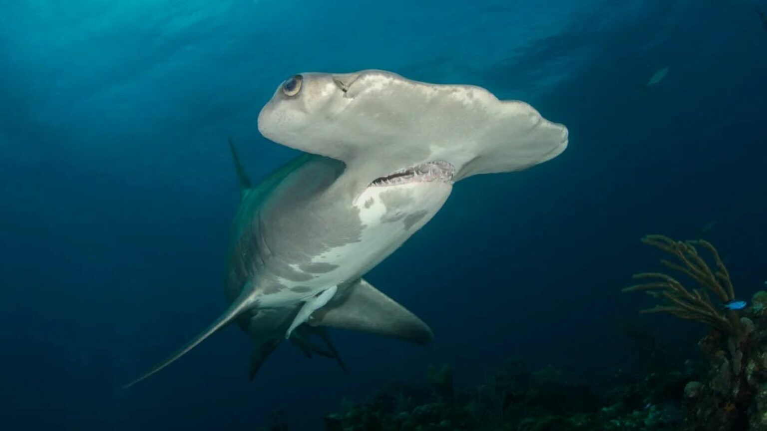 Hammerhead Shark Facts - Curious Insights And Discoveries!