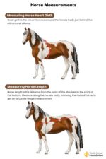 Horse Weight Calculator - How Much Does A Horse Weigh?