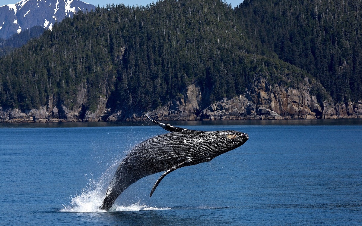 Humpback Whale Facts: Their Habitat, Diet, Size, & Much More