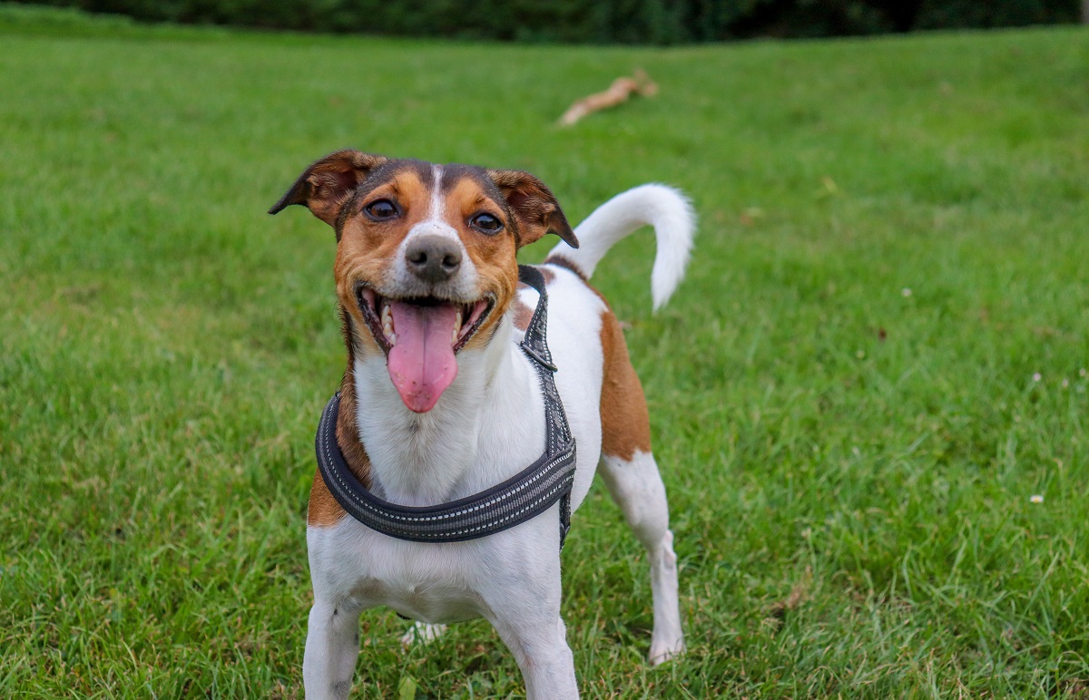 How To Train Dogs To Pee Outside A Cleaner Home Solution