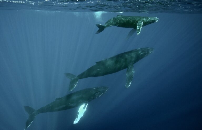 Humpback Whale Facts: Their Habitat, Diet, Size, & Much More