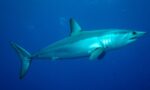 Intriguing Mako Shark Facts Revealed - Fast & Fierce Hunters