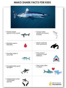 Intriguing Mako Shark Facts Revealed - Fast & Fierce Hunters