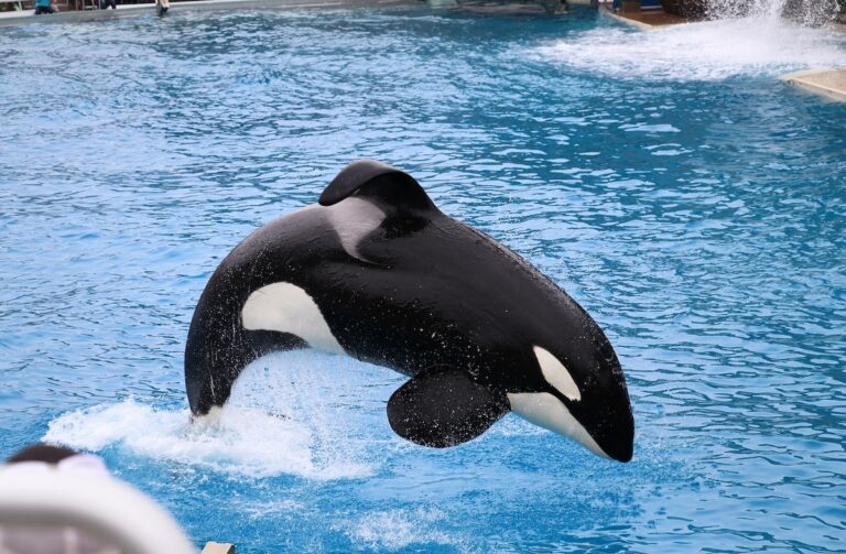 Fascinating Orca Facts: Dive Into The World Of Killer Whales