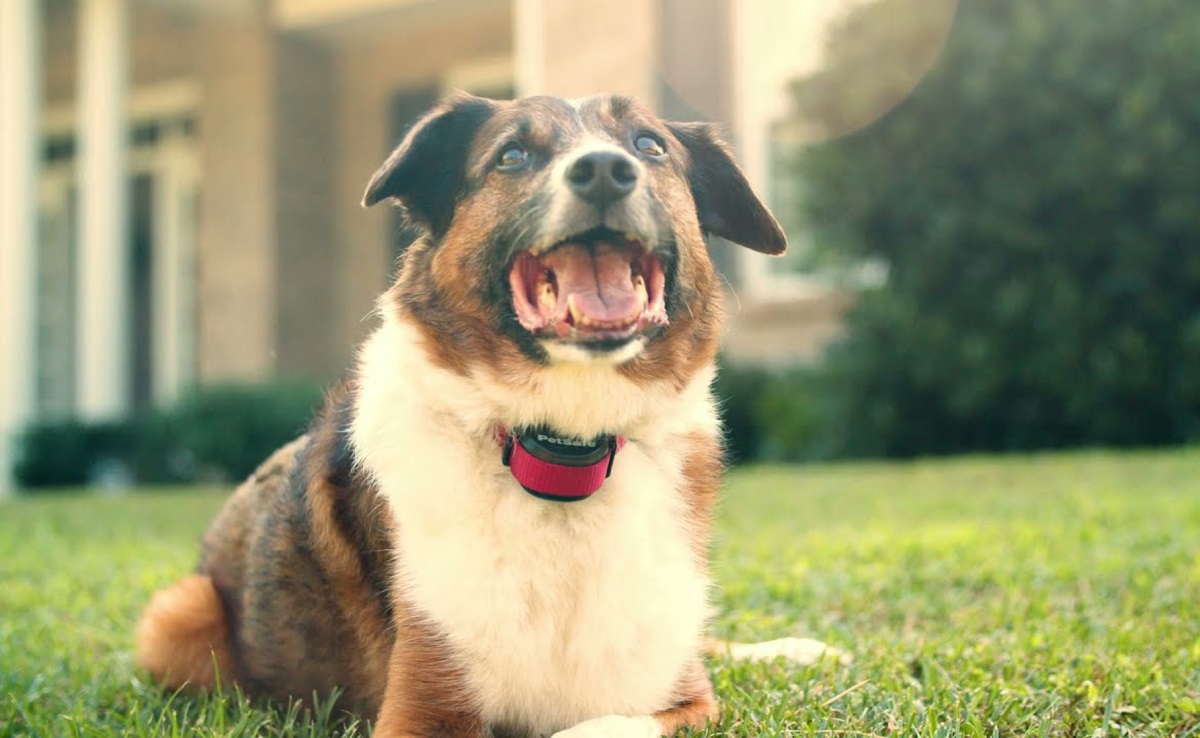 Best Invisible Dog Fence - Expert Recommendations For 2023