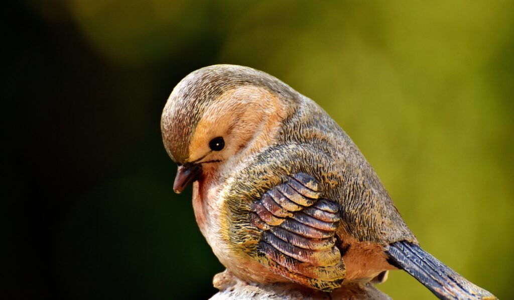 Bird Age Calculator: Calculate Birds Age In Human Years