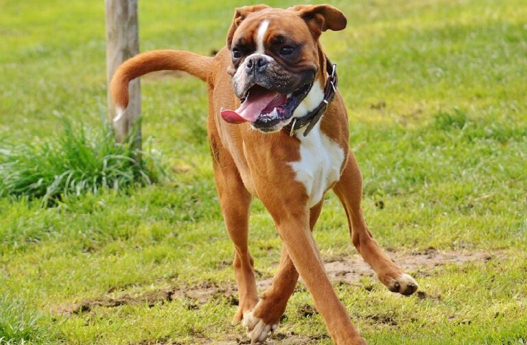 22 Dog Breeds With The Strongest Bite Force