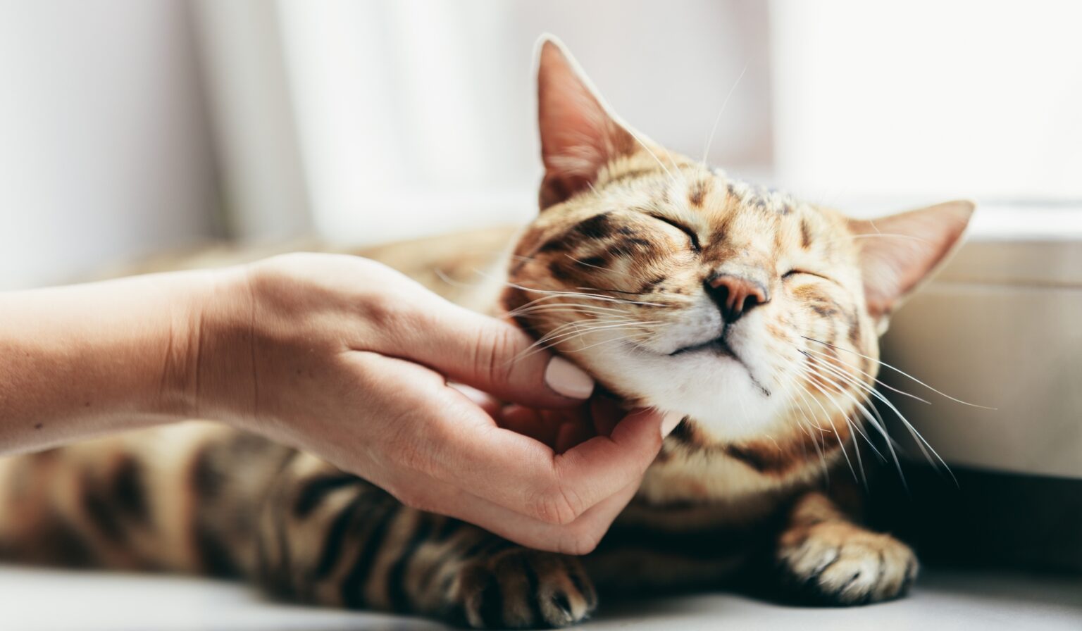 Cat Quality Of Life Calculator - Optimize Your Feline’s Life