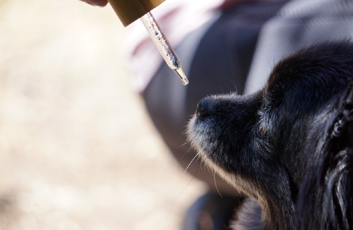 CBD Dose For Dogs - Expert Insights For Safe Administration