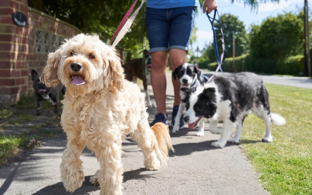 Cost Of Owning A Dog Calculator: Your Guide To Dog Expenses