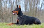 22 Dog Breeds With The Strongest Bite Force