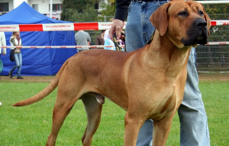 22 Dog Breeds With The Strongest Bite Force