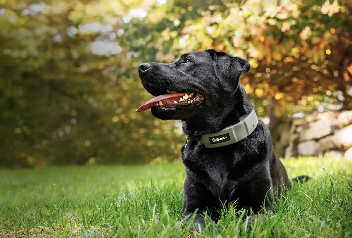 Best Invisible Dog Fence - Expert Recommendations For 2023