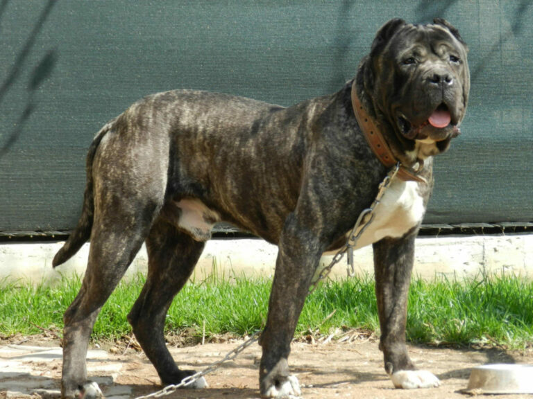 22 Dog Breeds With The Strongest Bite Force