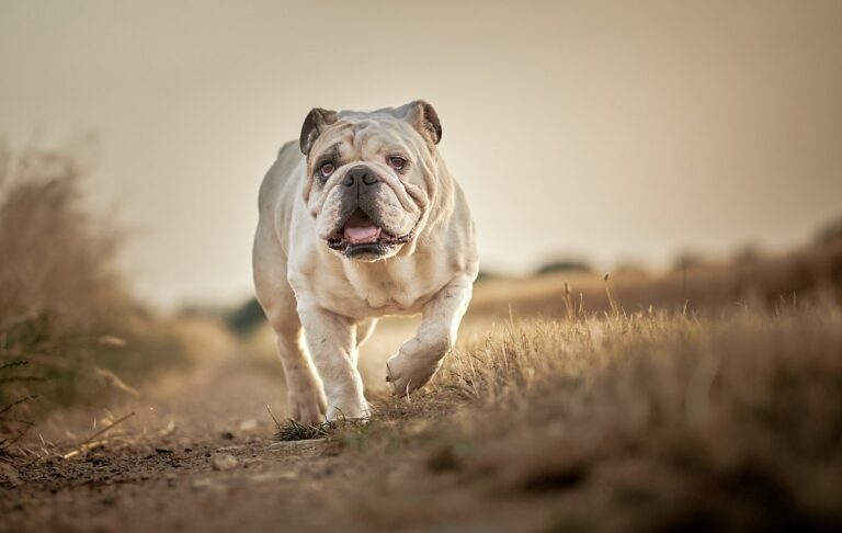 22 Dog Breeds With The Strongest Bite Force