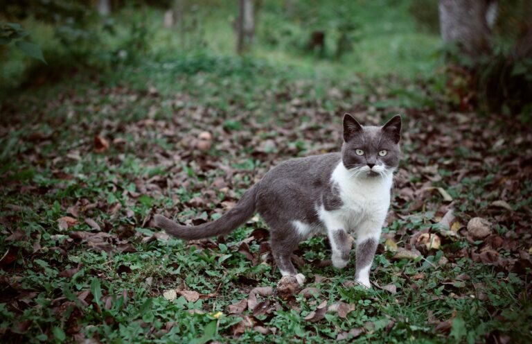 Domestication Of Cats: Unveiling The History Of Our Felines