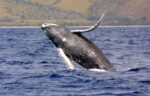 Humpback Whale Facts: Their Habitat, Diet, Size, & Much More