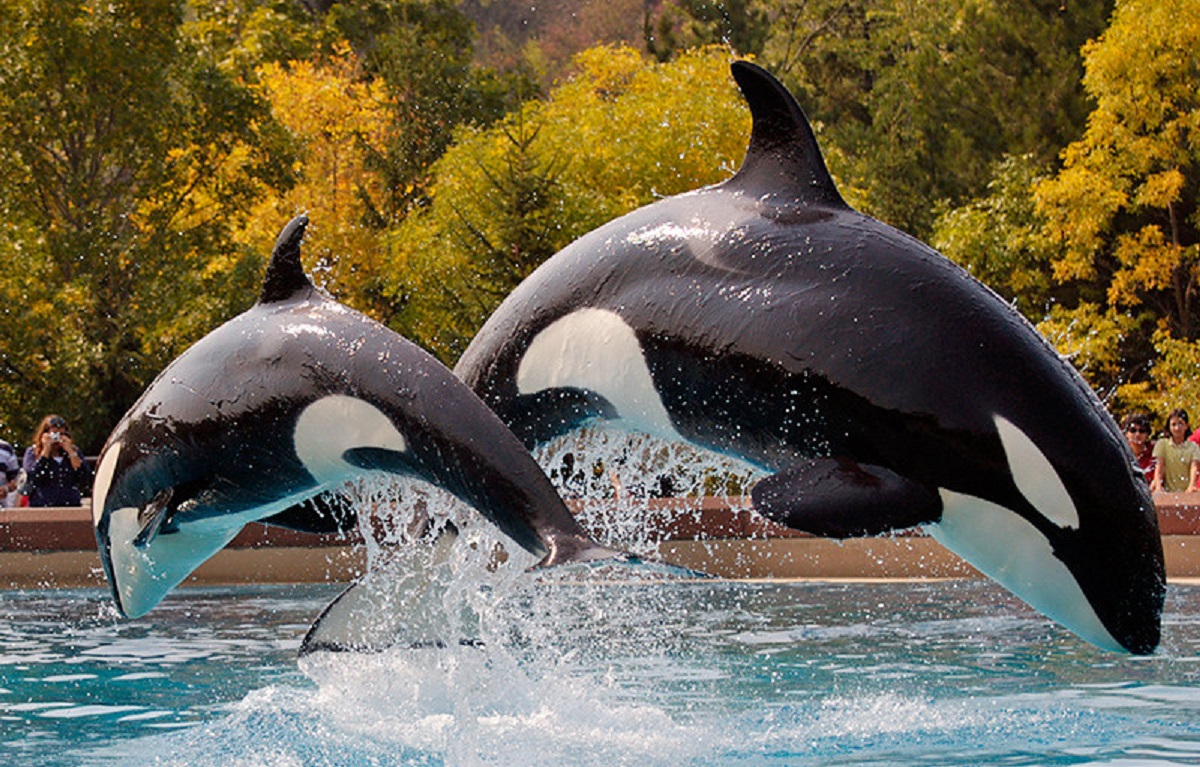 Fascinating Orca Facts: Dive Into The World Of Killer Whales