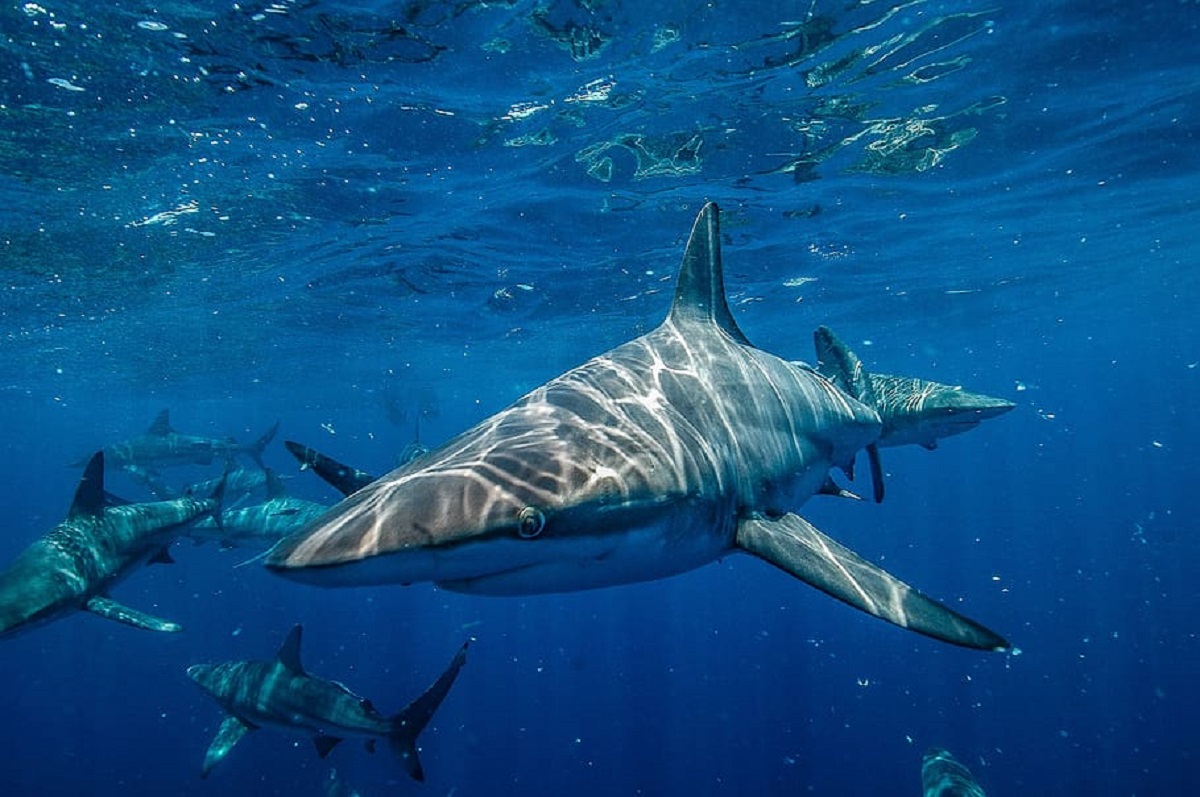 Facts About Sharks: Discover The Secret Of The Ocean’s Depth