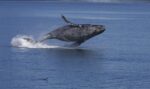 Humpback Whale Facts: Their Habitat, Diet, Size, & Much More