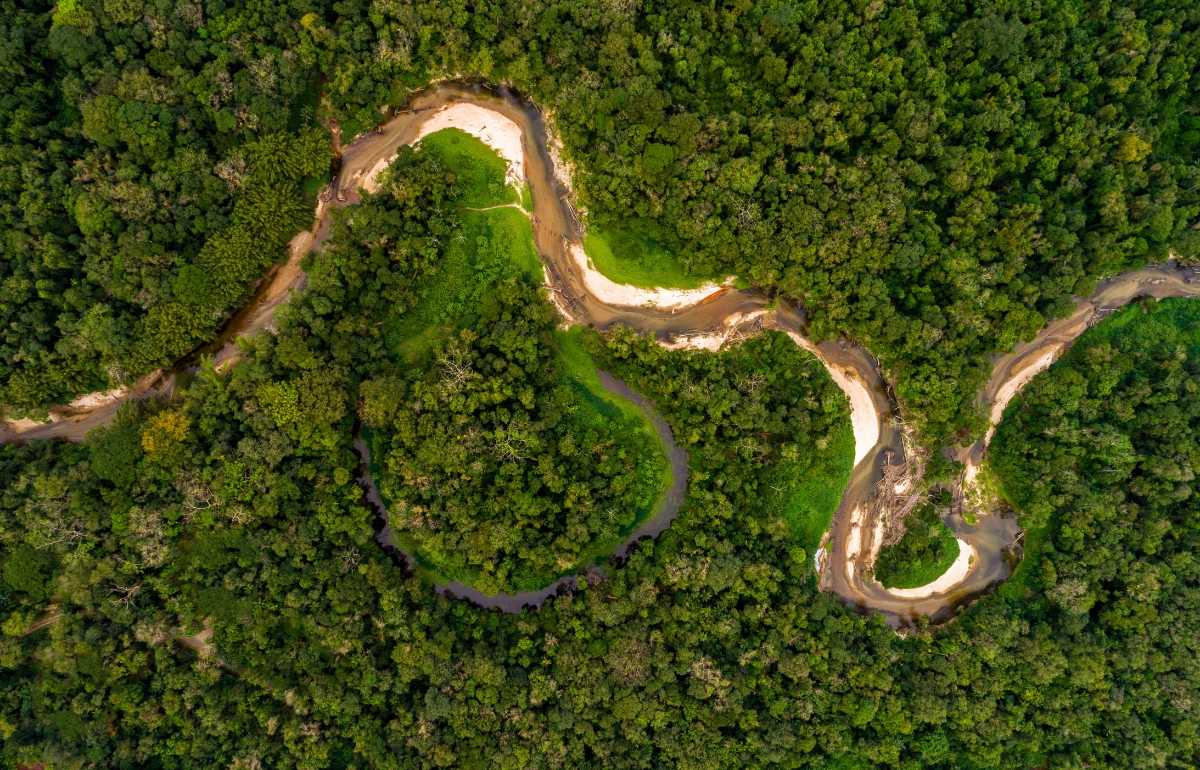 Rainforest Facts: Breathtaking Insights Of Nature’s Treasure