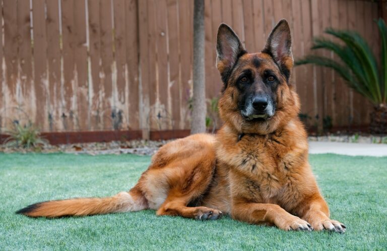 22 Dog Breeds With The Strongest Bite Force