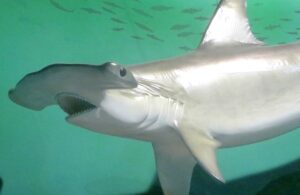 Hammerhead Shark Facts - Curious Insights And Discoveries!