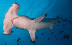 Hammerhead Shark Facts - Curious Insights And Discoveries!