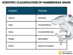 Hammerhead Shark Facts - Curious Insights And Discoveries!