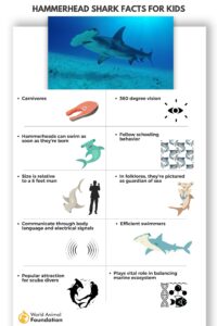 Hammerhead Shark Facts - Curious Insights And Discoveries!