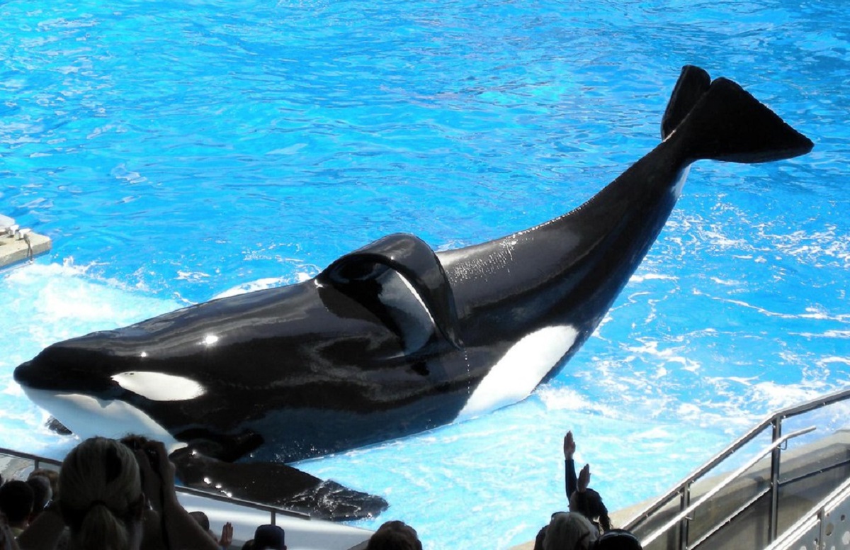 Fascinating Orca Facts: Dive Into The World Of Killer Whales